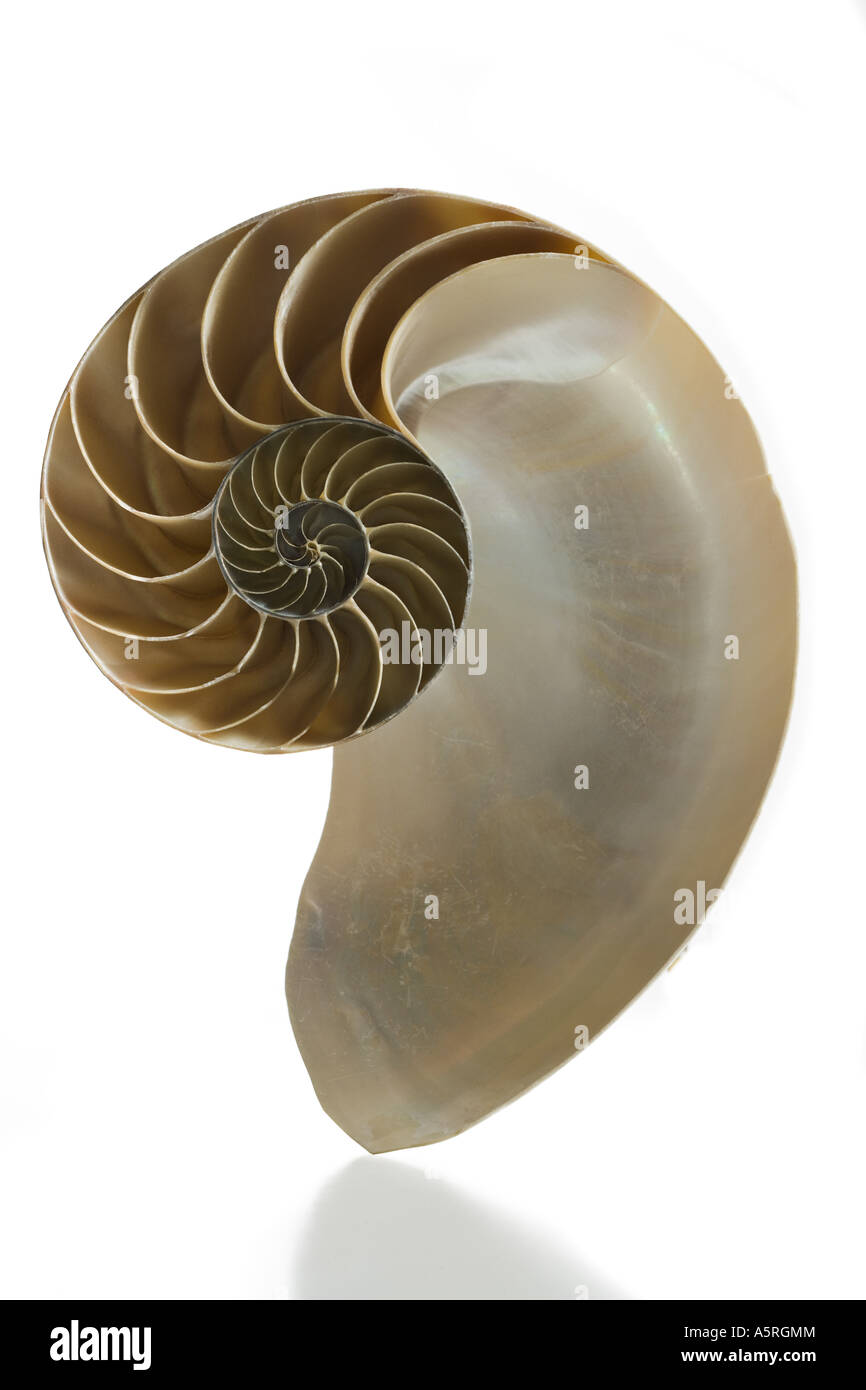 Close up of the cross section of a nautilus shell Stock Photo - Alamy
