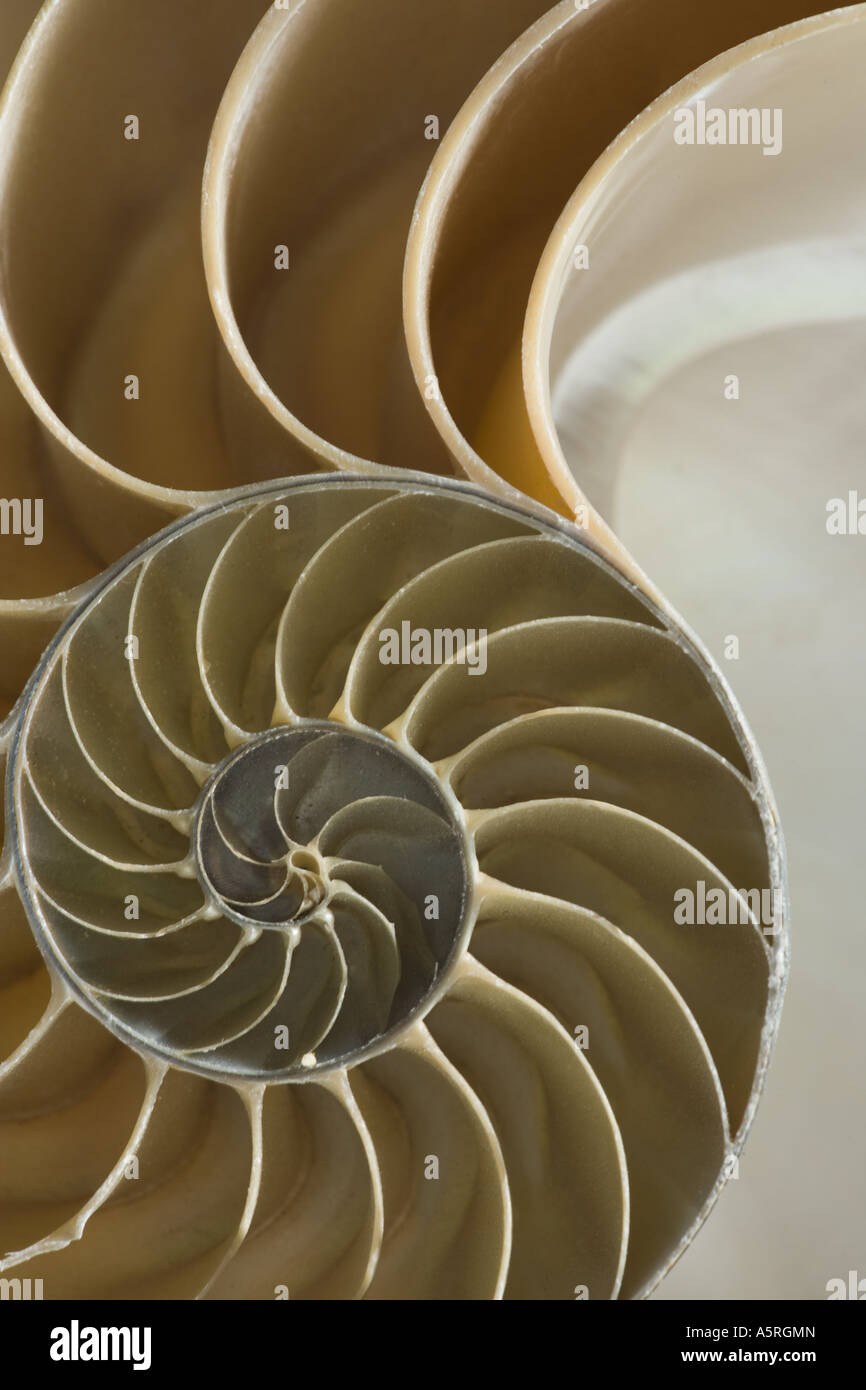 Cross section of nautilus sea shell hi-res stock photography and images ...