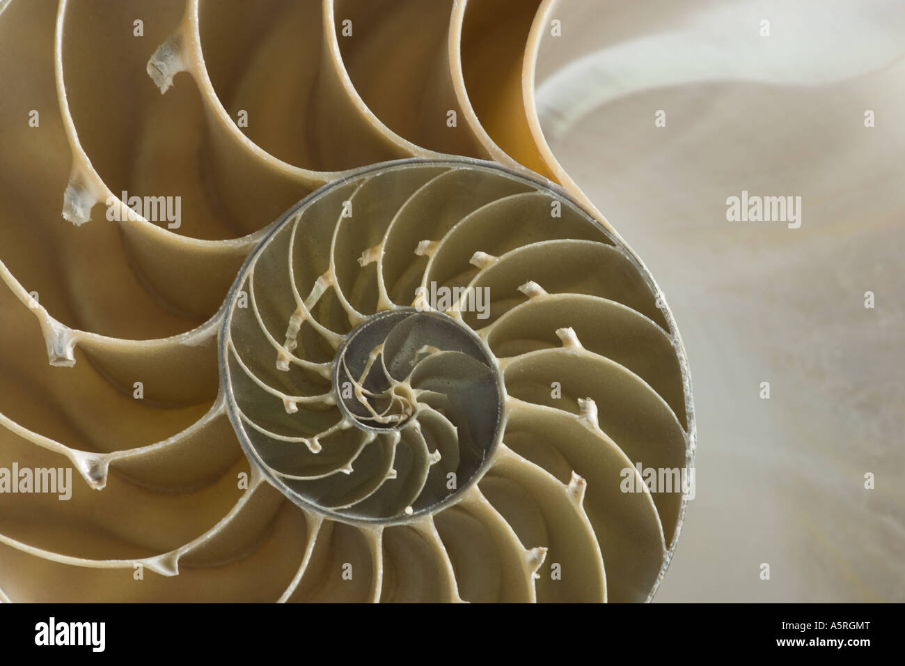 Close up of the cross section of a nautilus shell Stock Photo - Alamy