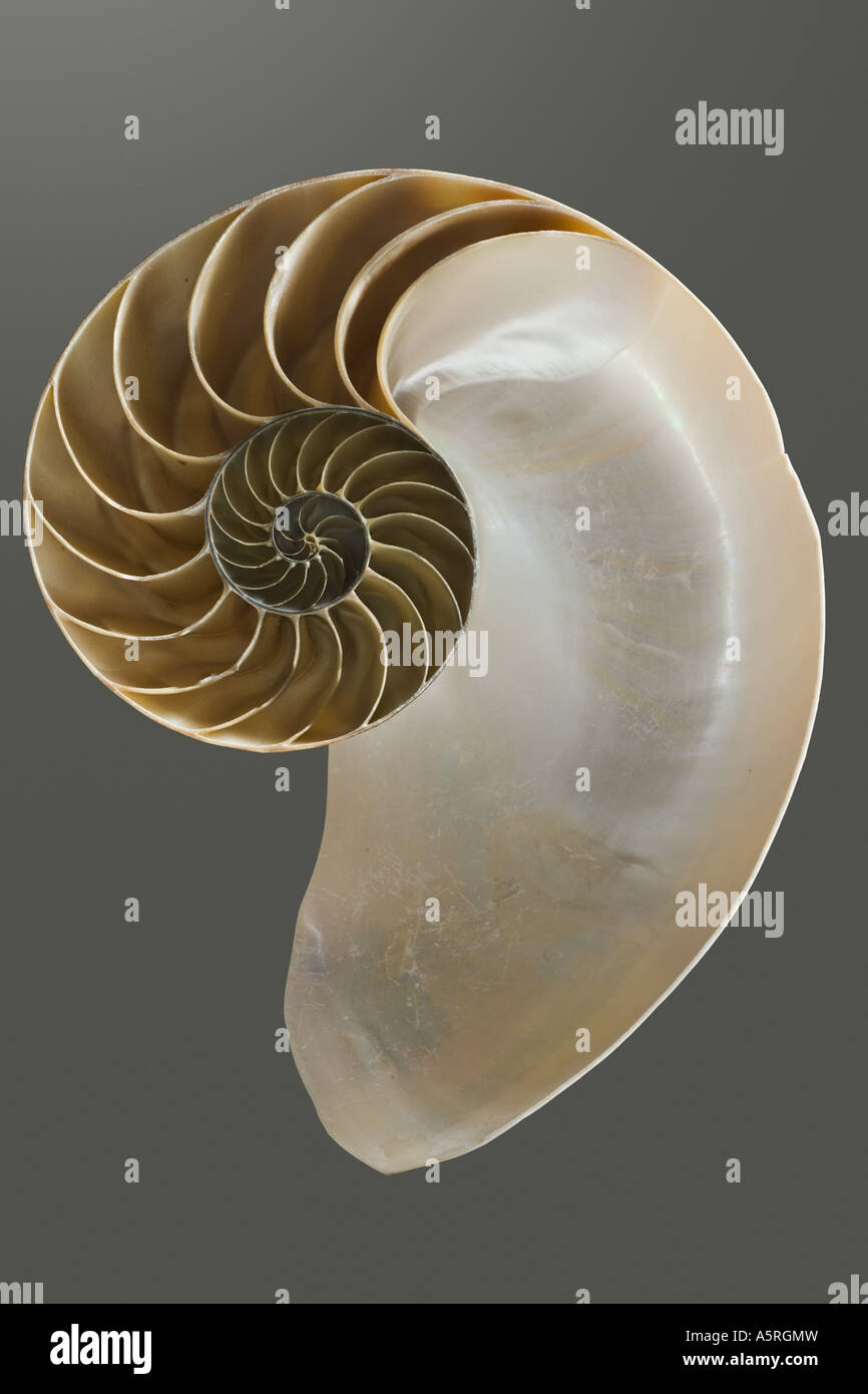 Close up of the cross section of a nautilus shell Stock Photo - Alamy