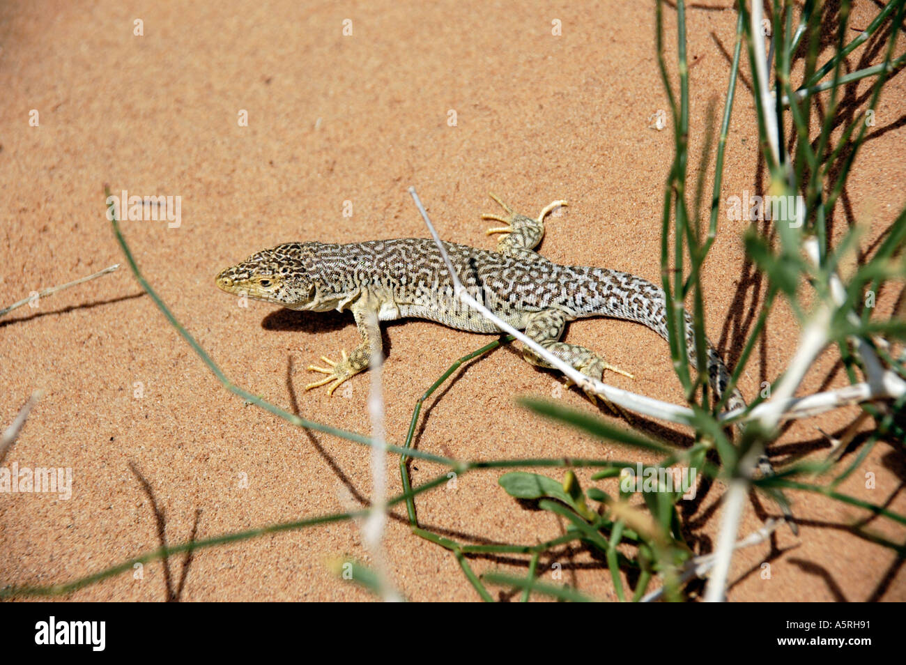 Green spotted lizard in pink sand Bayanzag Mongolia Stock Photo - Alamy