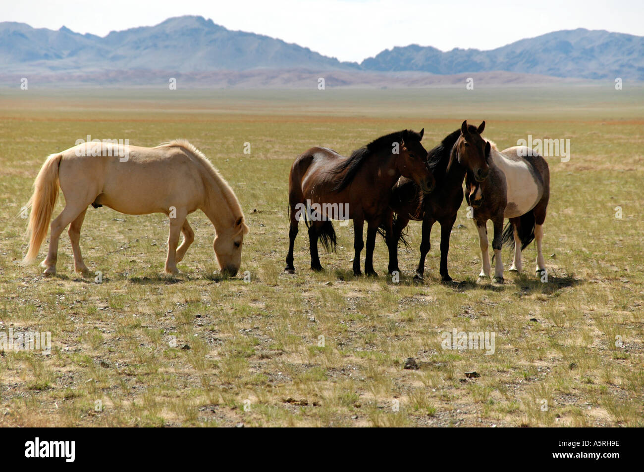 Horses in wide open steppe Mongolia Stock Photo - Alamy
