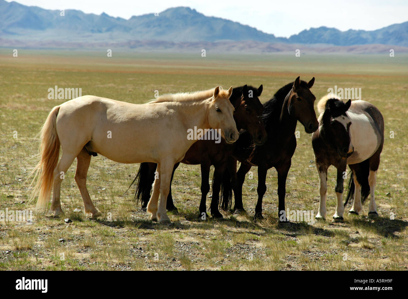 Horses in wide open steppe Mongolia Stock Photo - Alamy