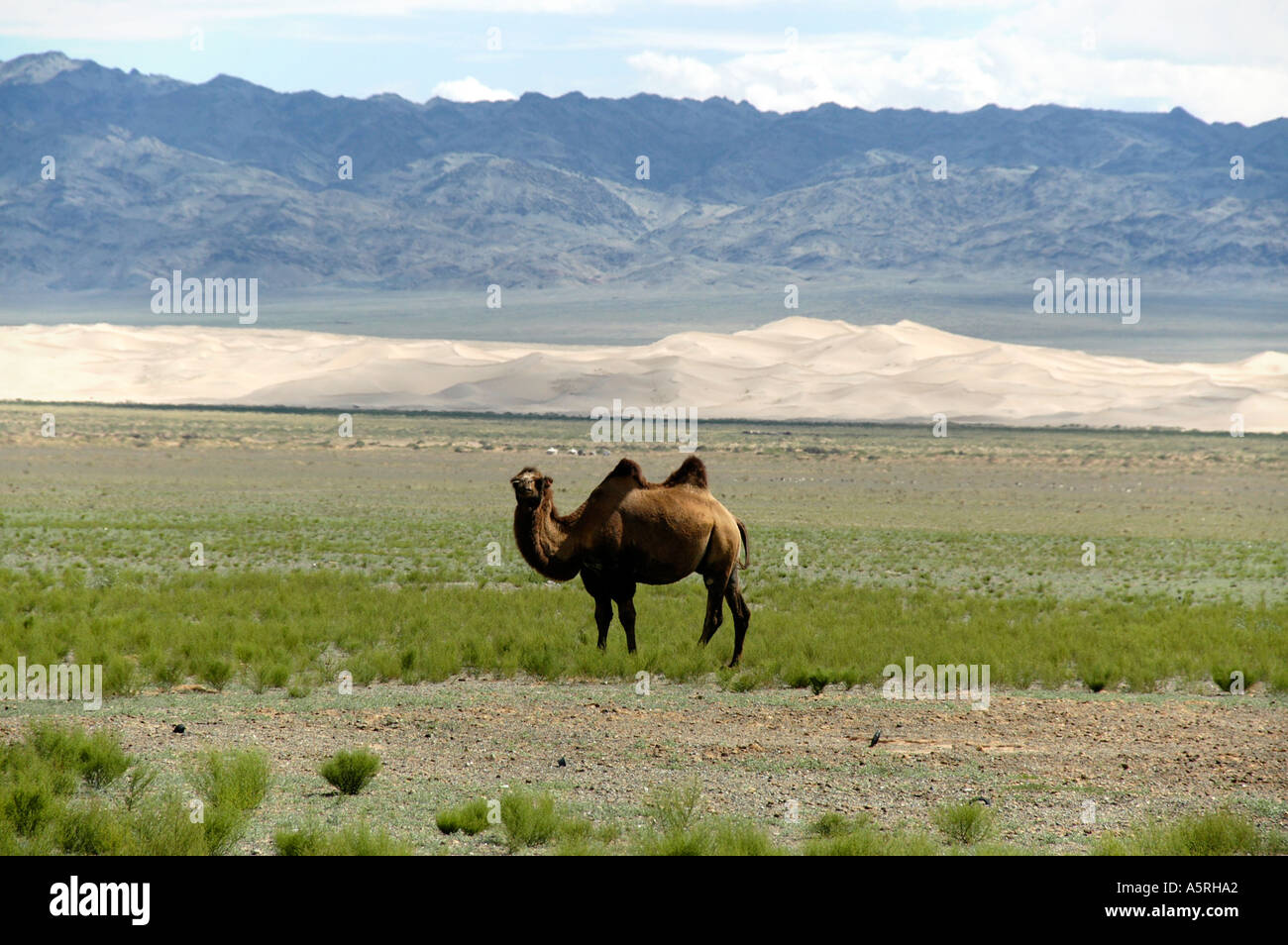 Baktrian camel in Gobi Desert Khongoryn Els Gurvan Saikhan National ...