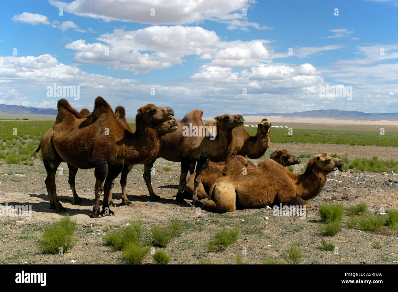 Herd of Baktrian camels in Gobi Desert Khongoryn Els Gurvan Saikhan ...
