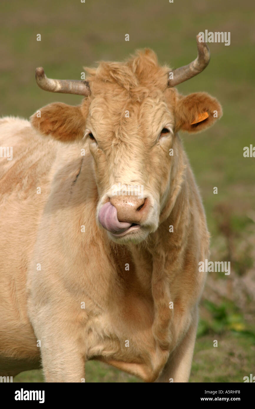 Vertical cow hi-res stock photography and images - Alamy