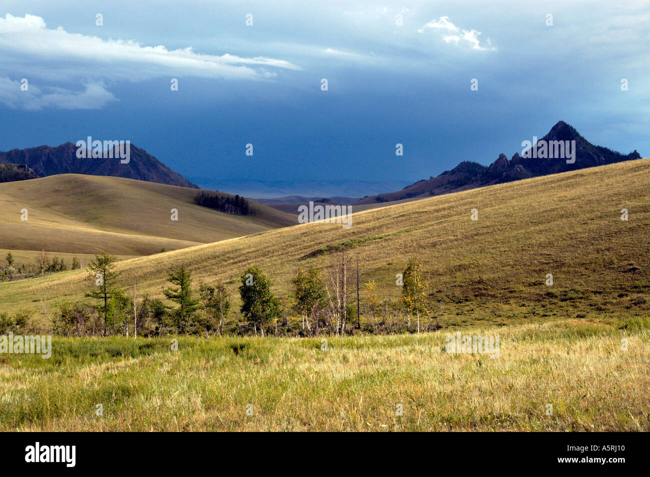 Wide open landscape with grassland forest and mountains Terelj National ...