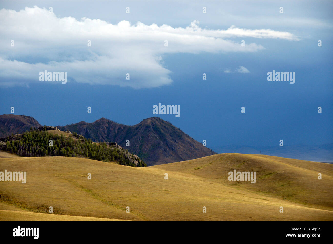 Wide open landscape with grassland forest and a mountain Terelj ...