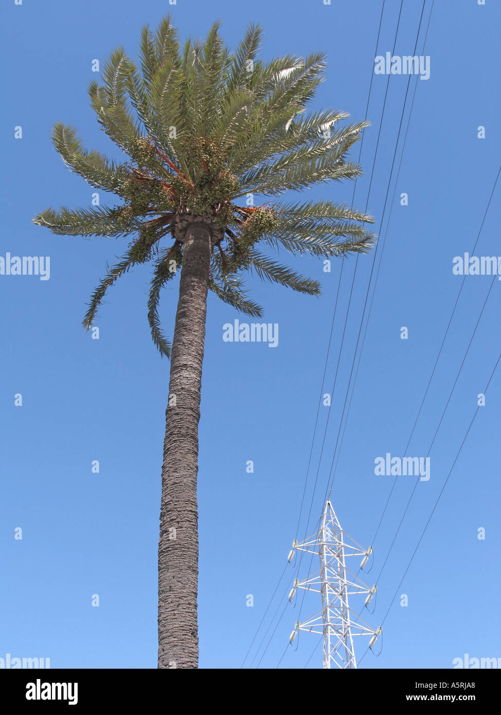 Palm tree and electric pylon Stock Photo - Alamy