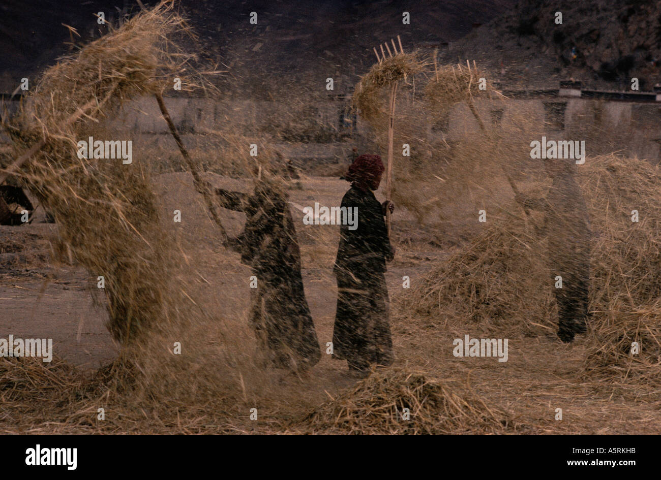 Sifting the chaff hi-res stock photography and images - Alamy