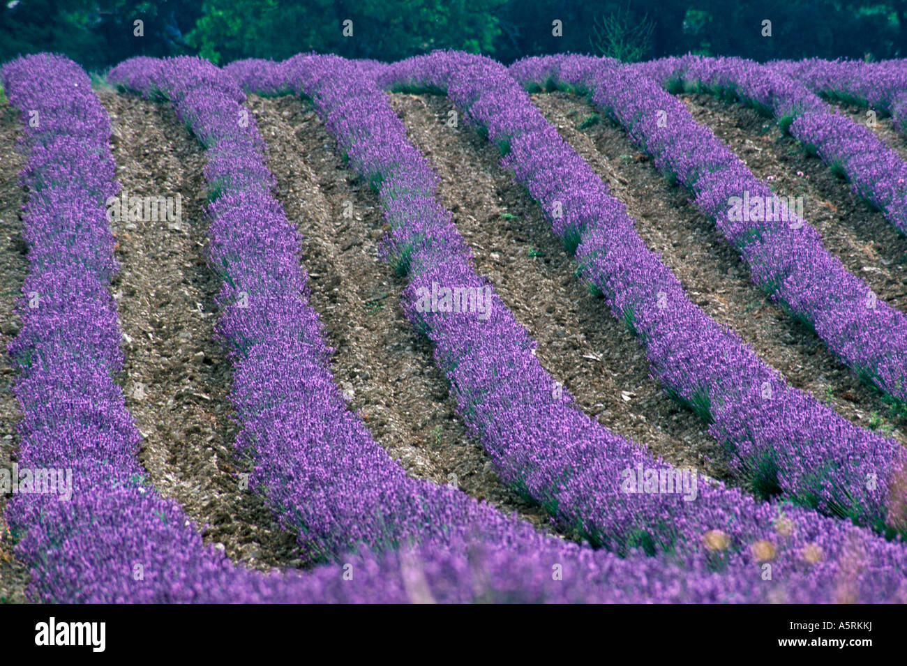 Lavender field Stock Photo - Alamy