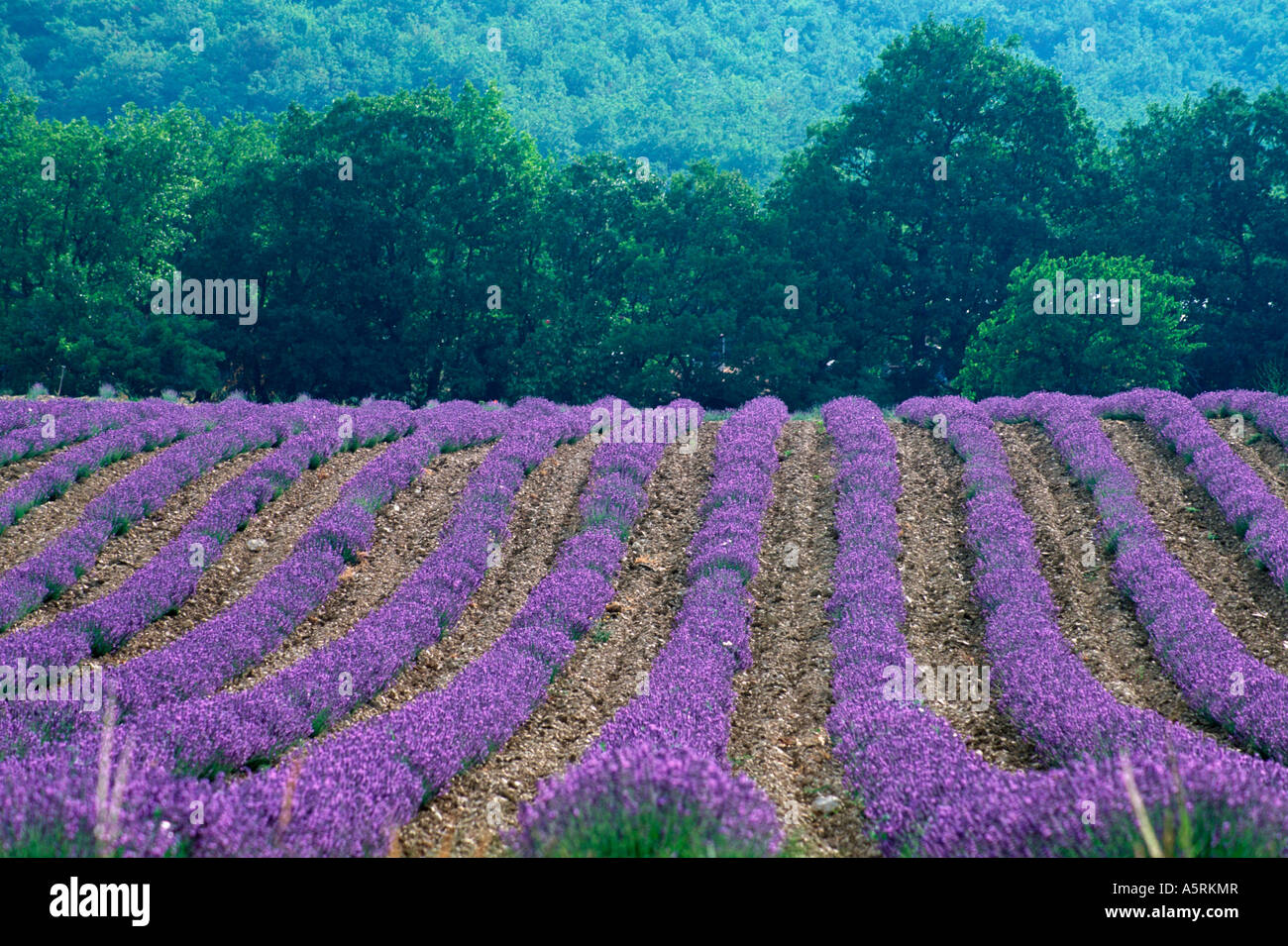 Lavender field Stock Photo - Alamy