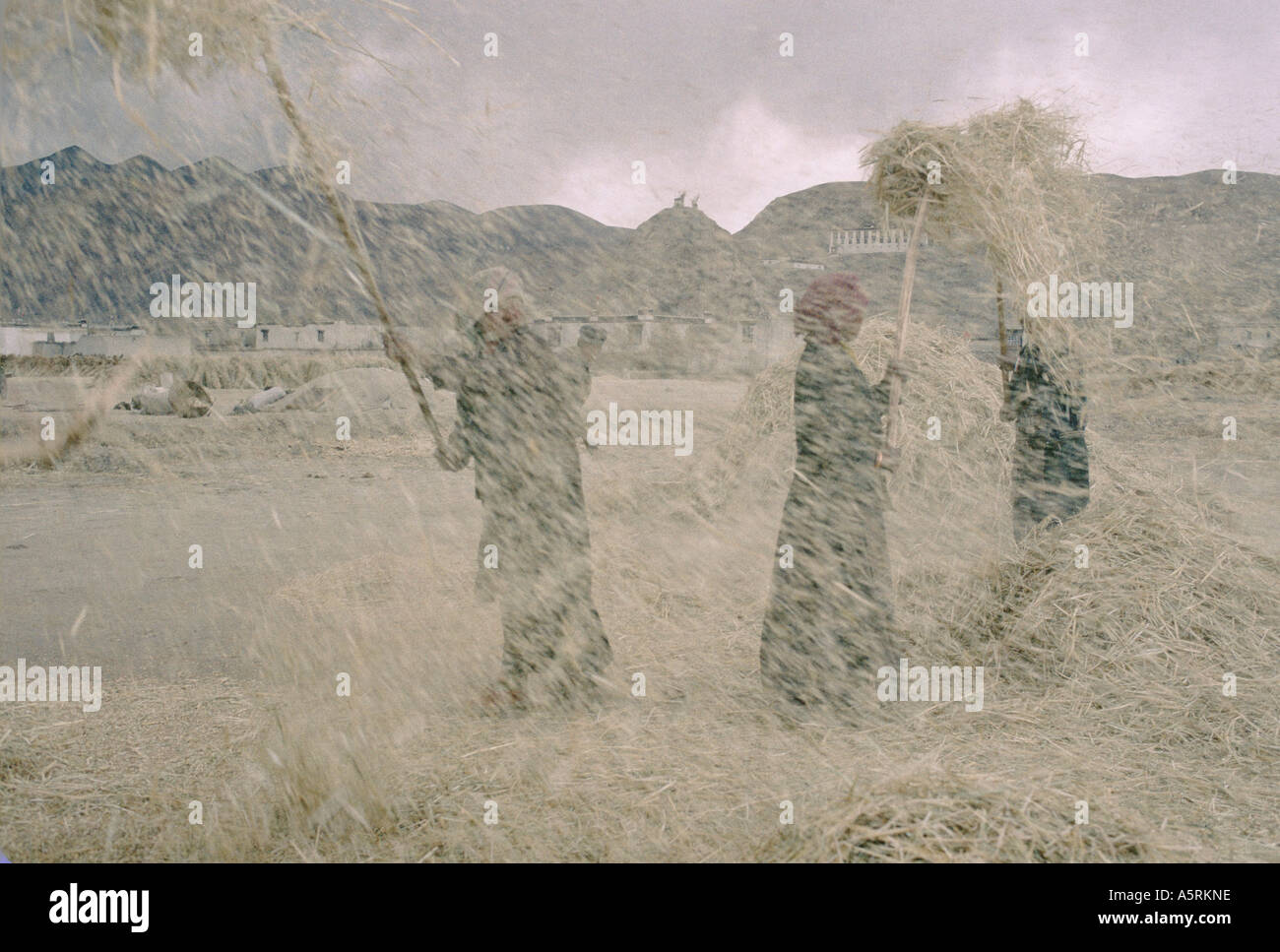 Sifting the chaff hi-res stock photography and images - Alamy