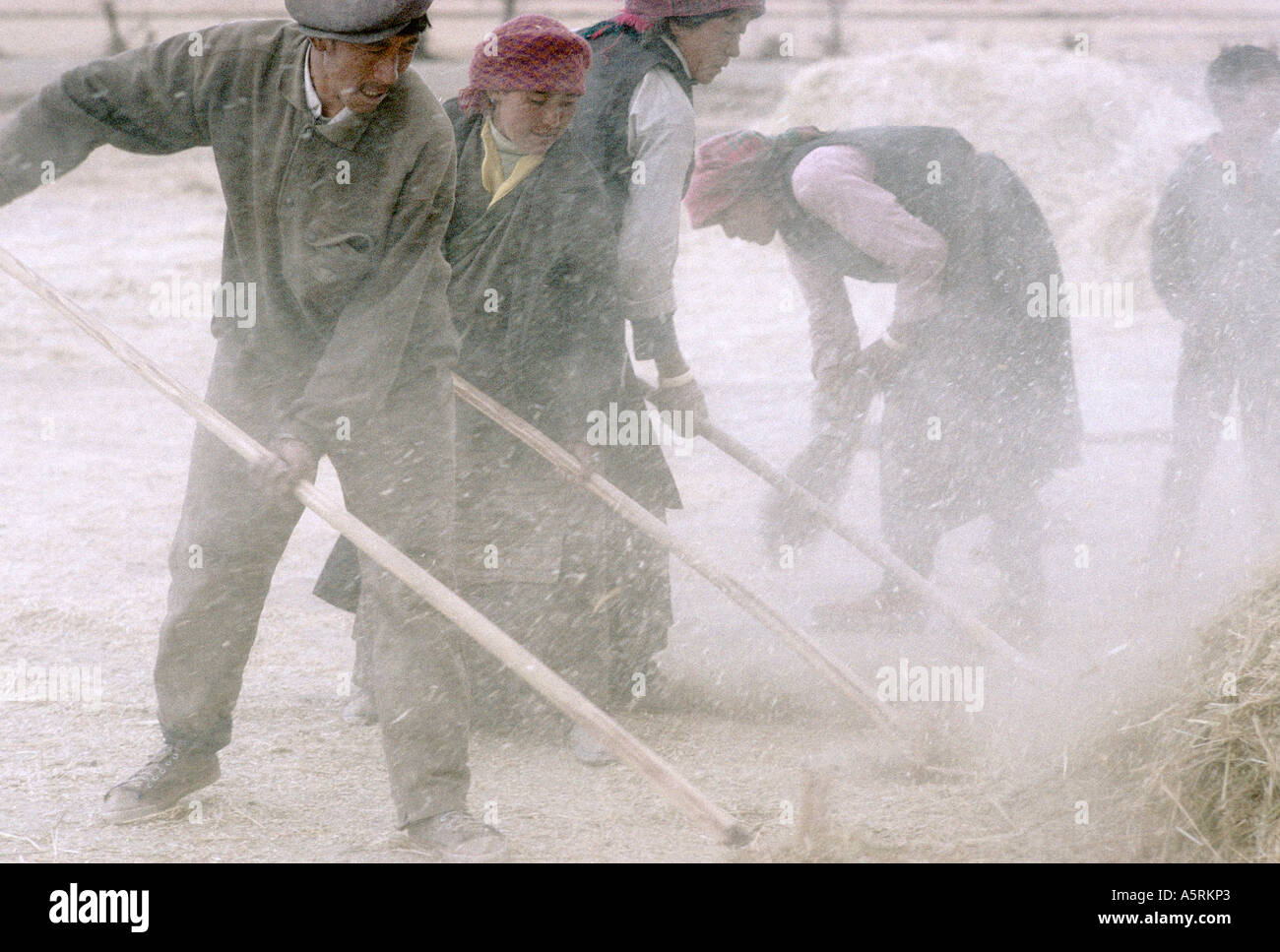 Sifting the chaff hi-res stock photography and images - Alamy