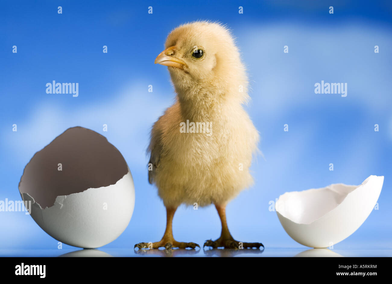 Newly hatched chickadee Stock Photo - Alamy