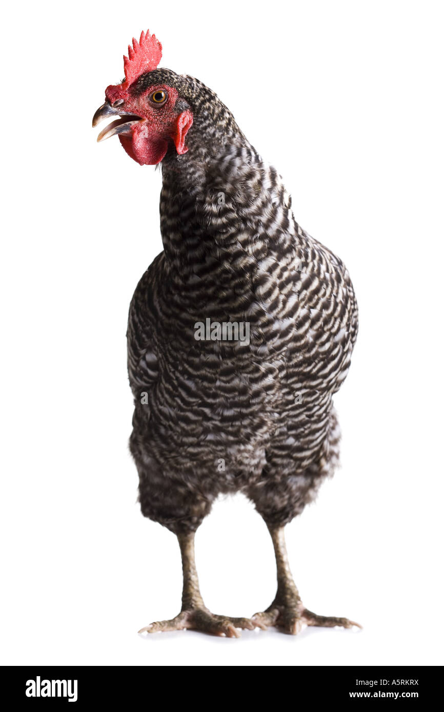 Barnyard hen Cut Out Stock Images & Pictures - Alamy