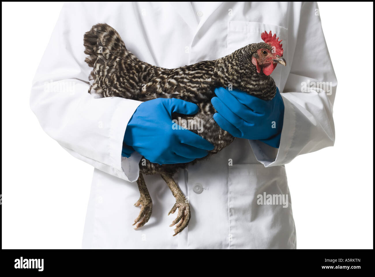 Animal researcher holding a chicken hi-res stock photography and images ...