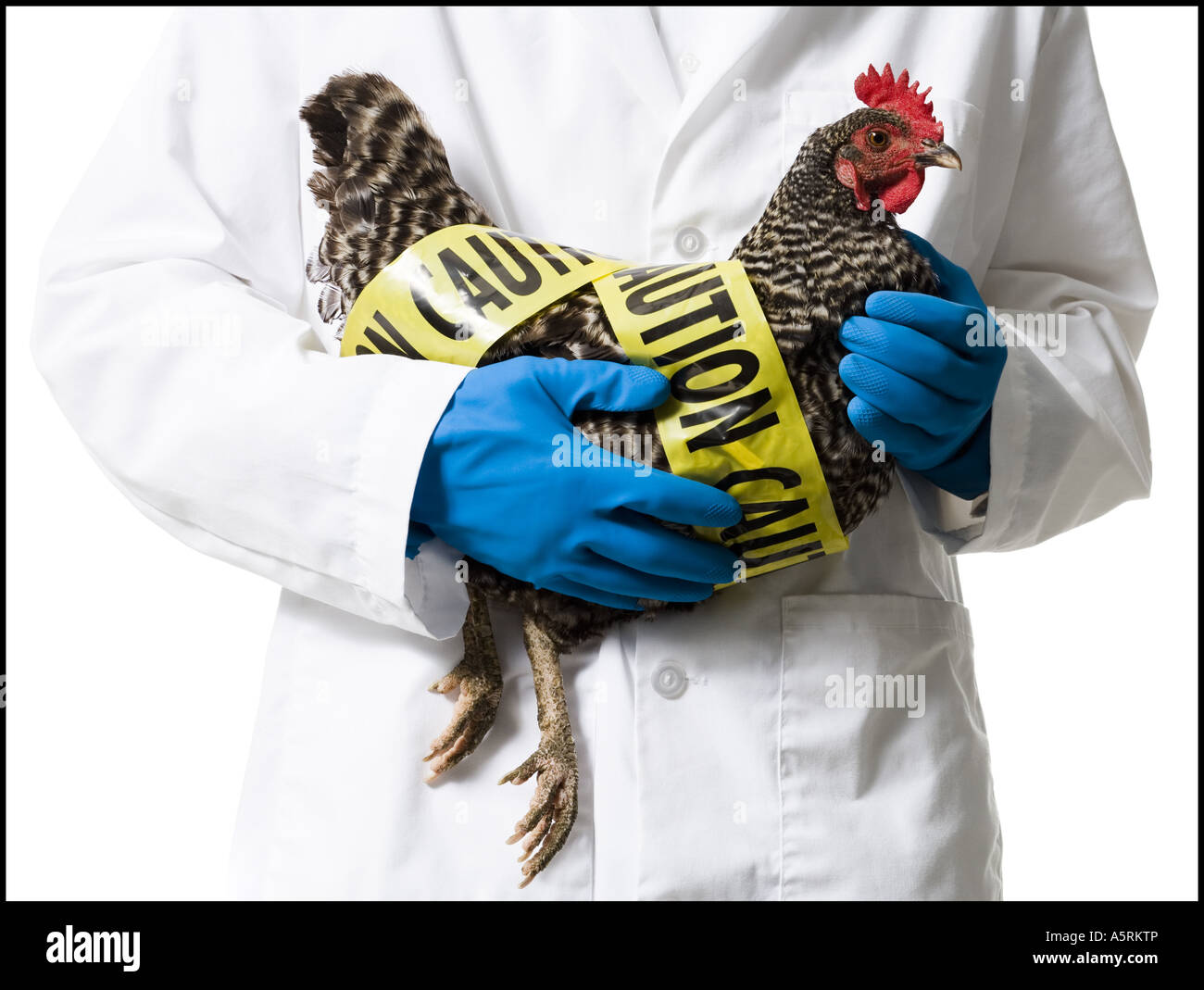 Animal researcher holding infected chicken Stock Photo - Alamy