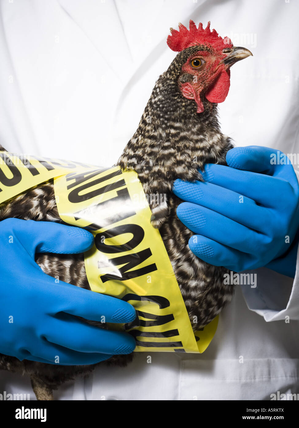 Animal researcher holding infected chicken Stock Photo - Alamy