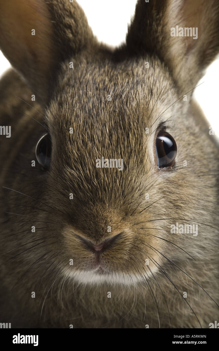 Close up of rabbit face Stock Photo - Alamy