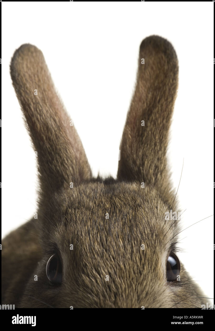 Close up of rabbit face Stock Photo - Alamy