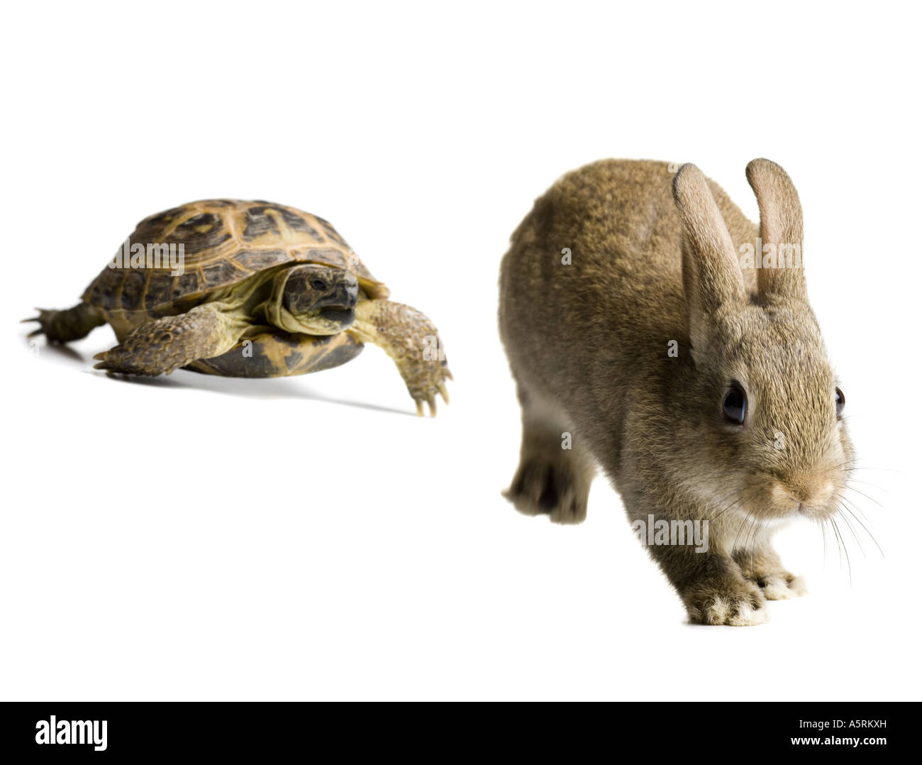 The tortoise and the hare hi-res stock photography and images - Alamy