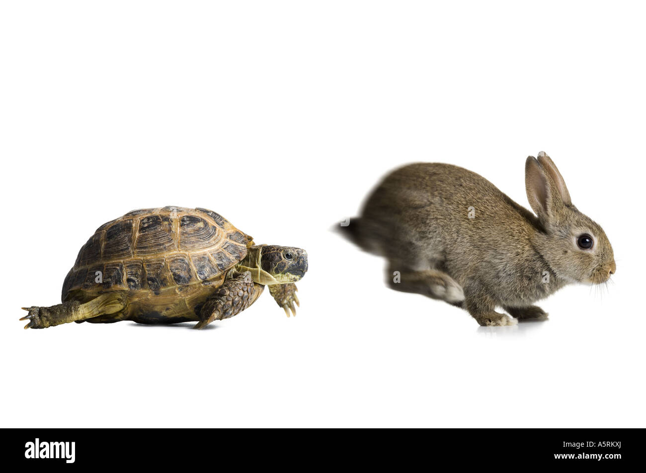 The tortoise and the hare hi-res stock photography and images - Alamy