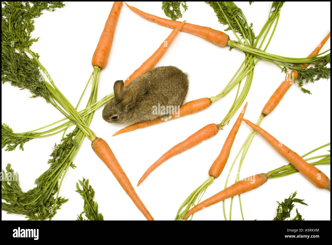 Rabbit and carrots Stock Photo - Alamy