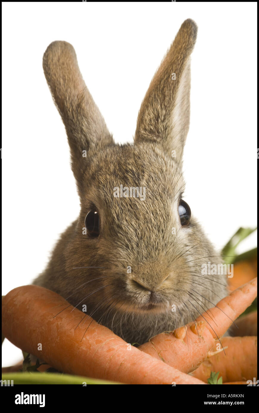 Rabbit and carrots Stock Photo - Alamy