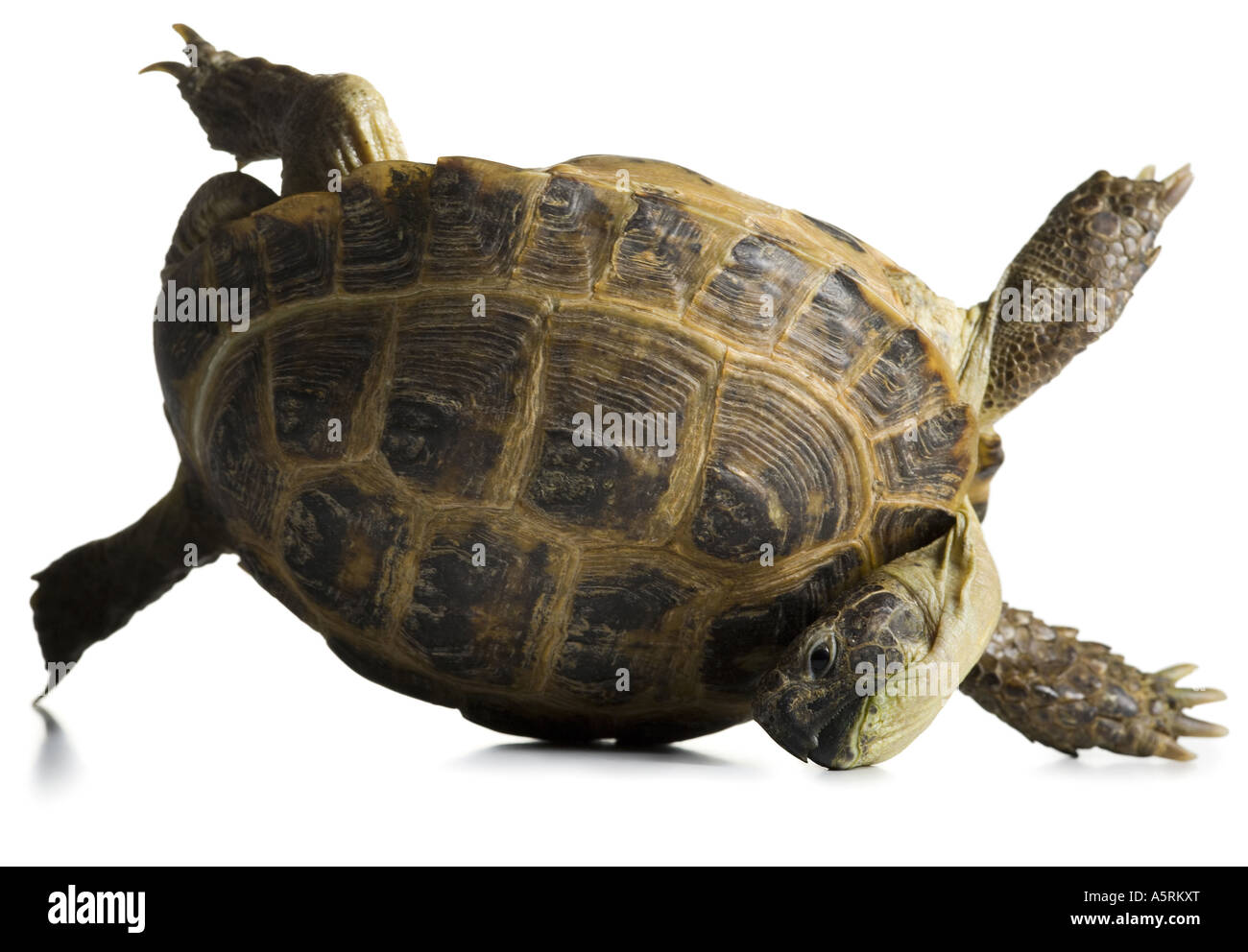 Turtle Falling From The Sky