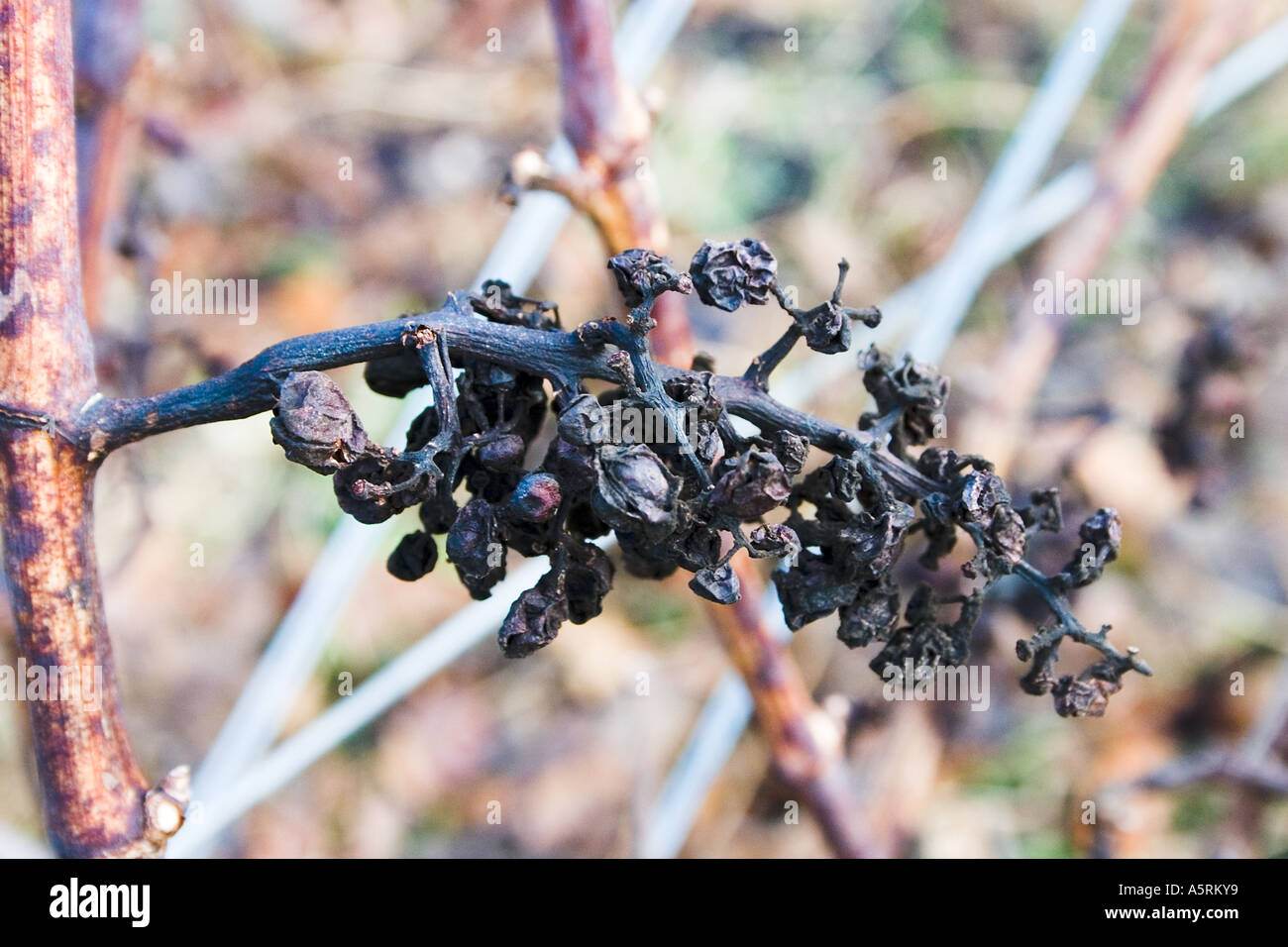 Shrivelled skin hi-res stock photography and images - Alamy