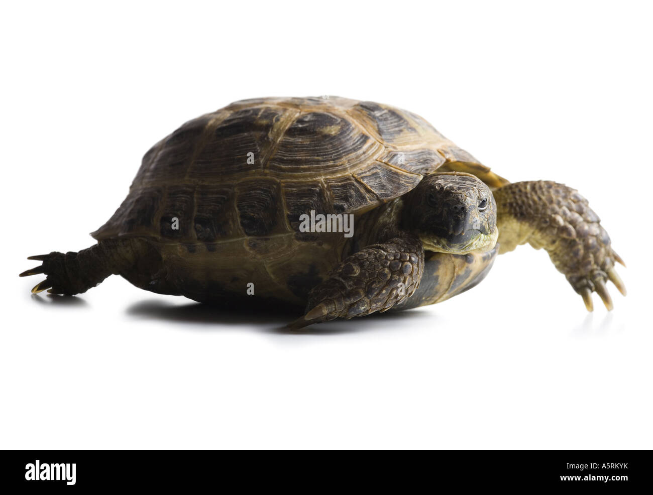 Images tortoise Cut Out Stock Images & Pictures - Alamy