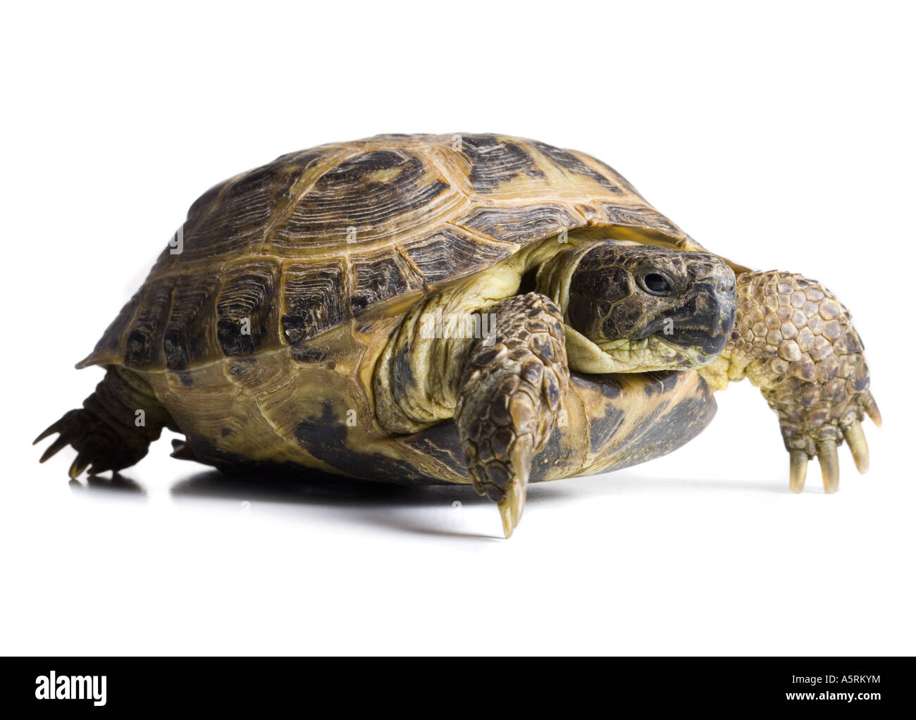 Colour tortoise shell Cut Out Stock Images & Pictures - Alamy