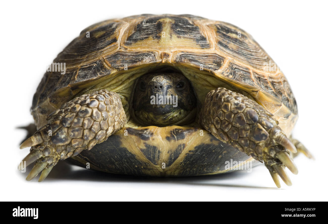 Tortoise with head in shell Stock Photo - Alamy