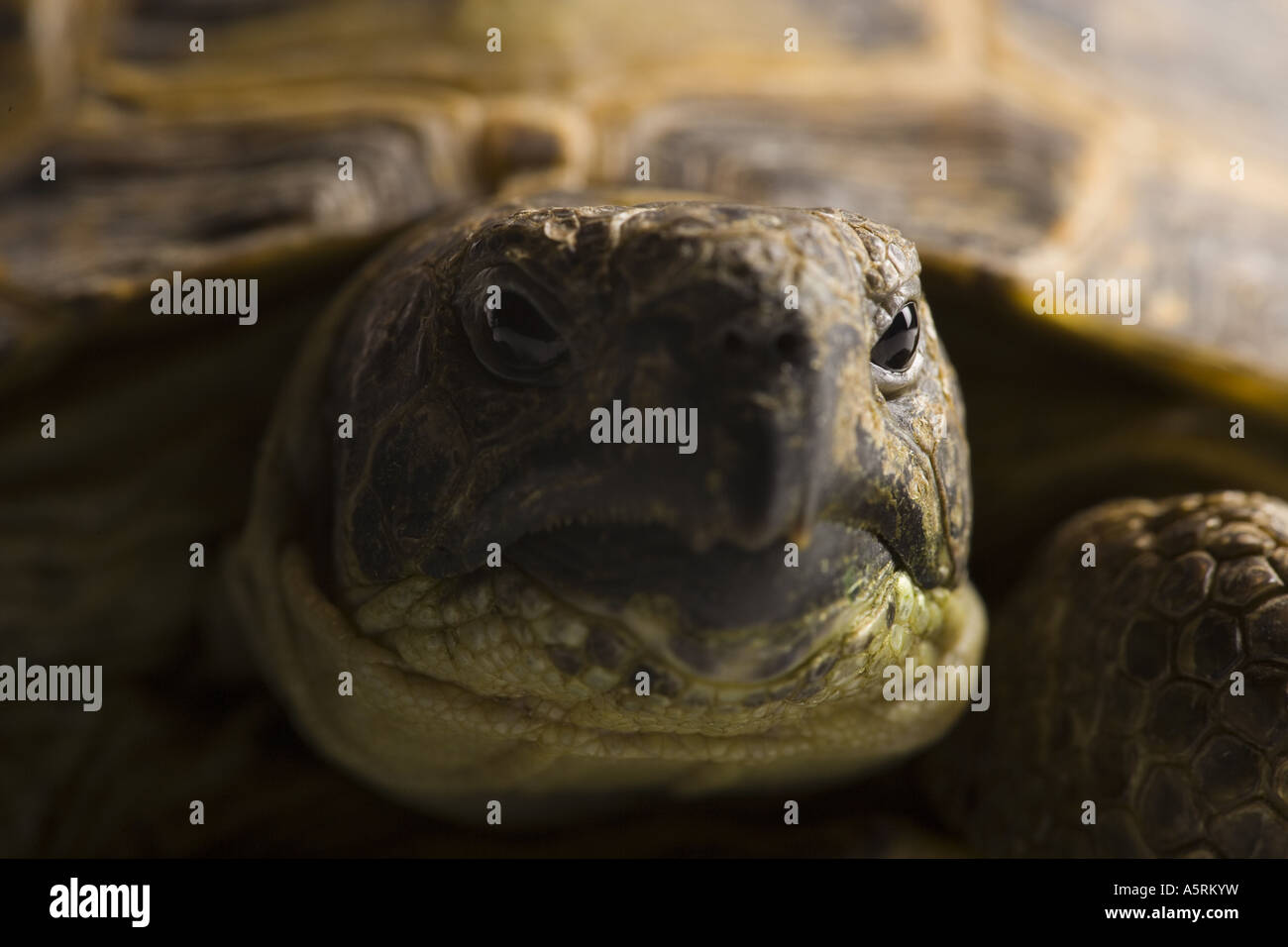 Tortoise with head in shell Stock Photo - Alamy