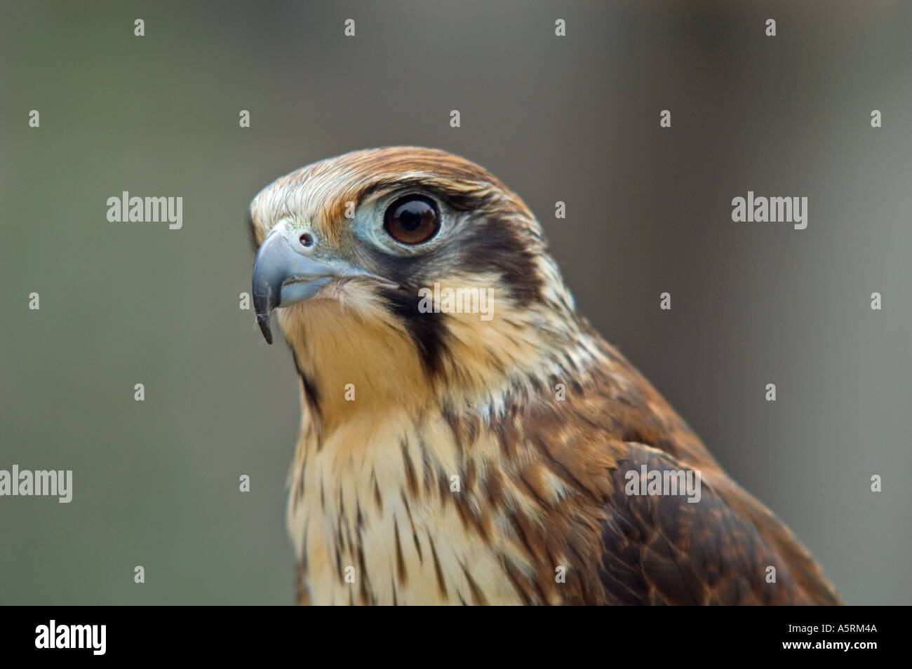 captive falcon in Nubeena Tasmania Australia Stock Photo - Alamy