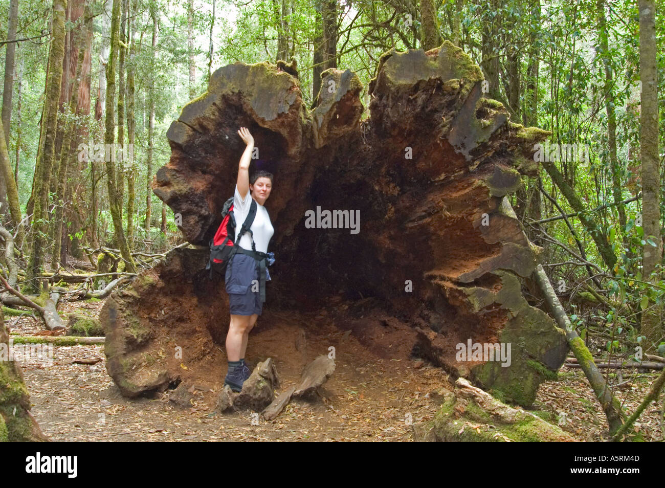 Swamp gum tree hi-res stock photography and images - Alamy