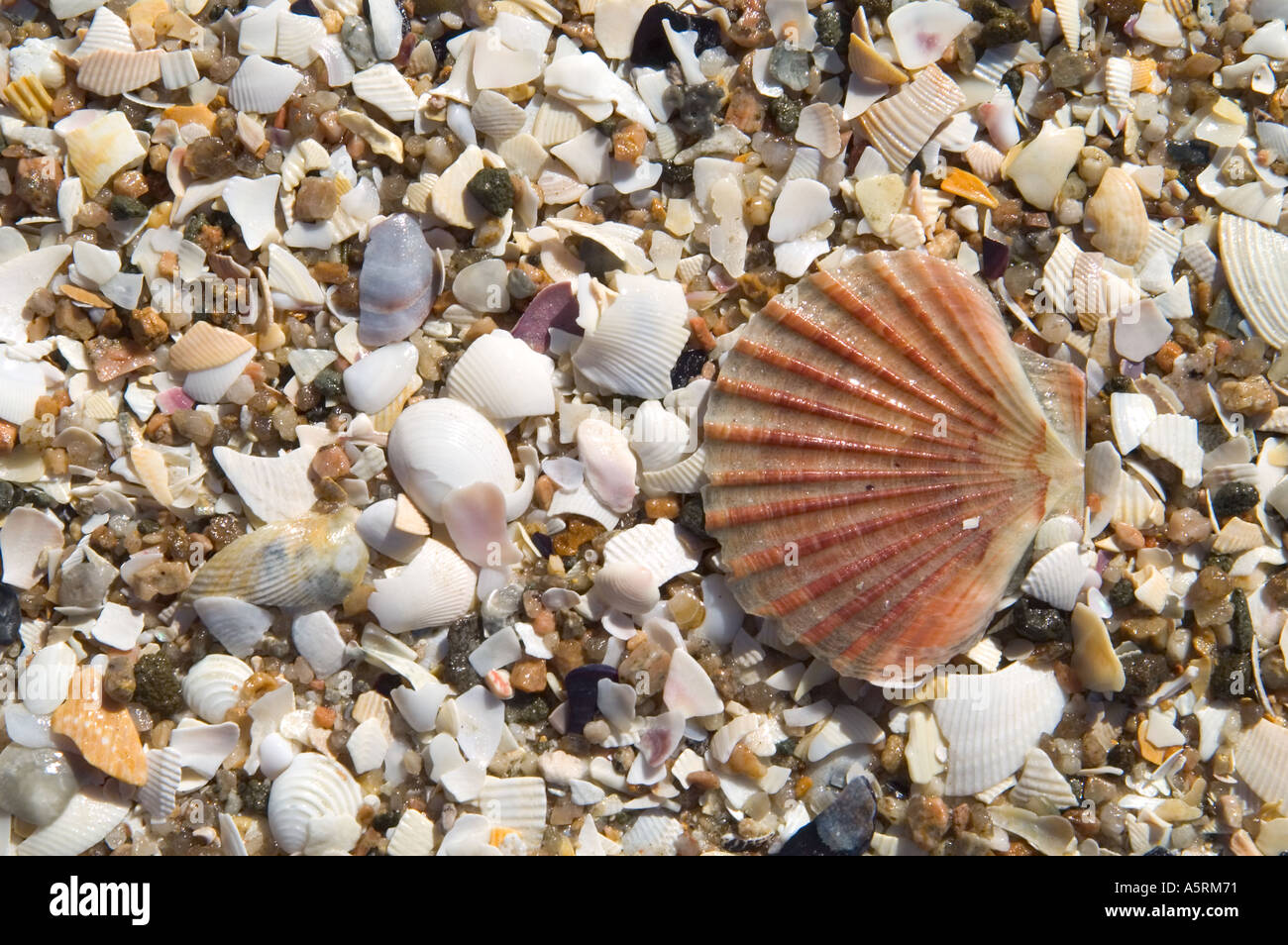 shells on Cook s Beach in Freycinet Nationalpark Tasmania Australia ...