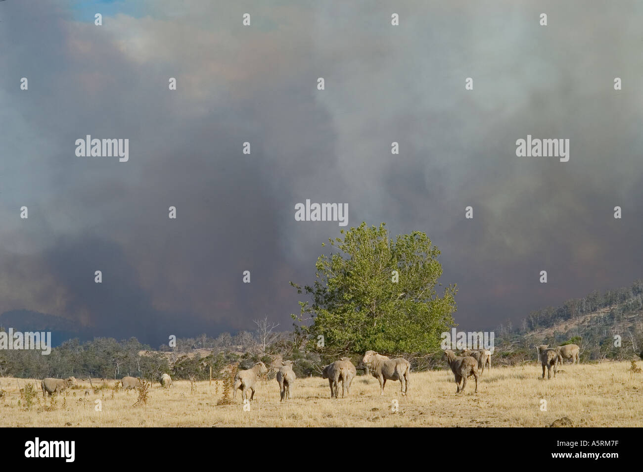 Australia fire animals hi-res stock photography and images - Alamy