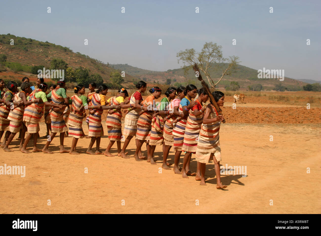 Gadaba tribal women perform the traditional Dhemsa Dance for harvest in ...