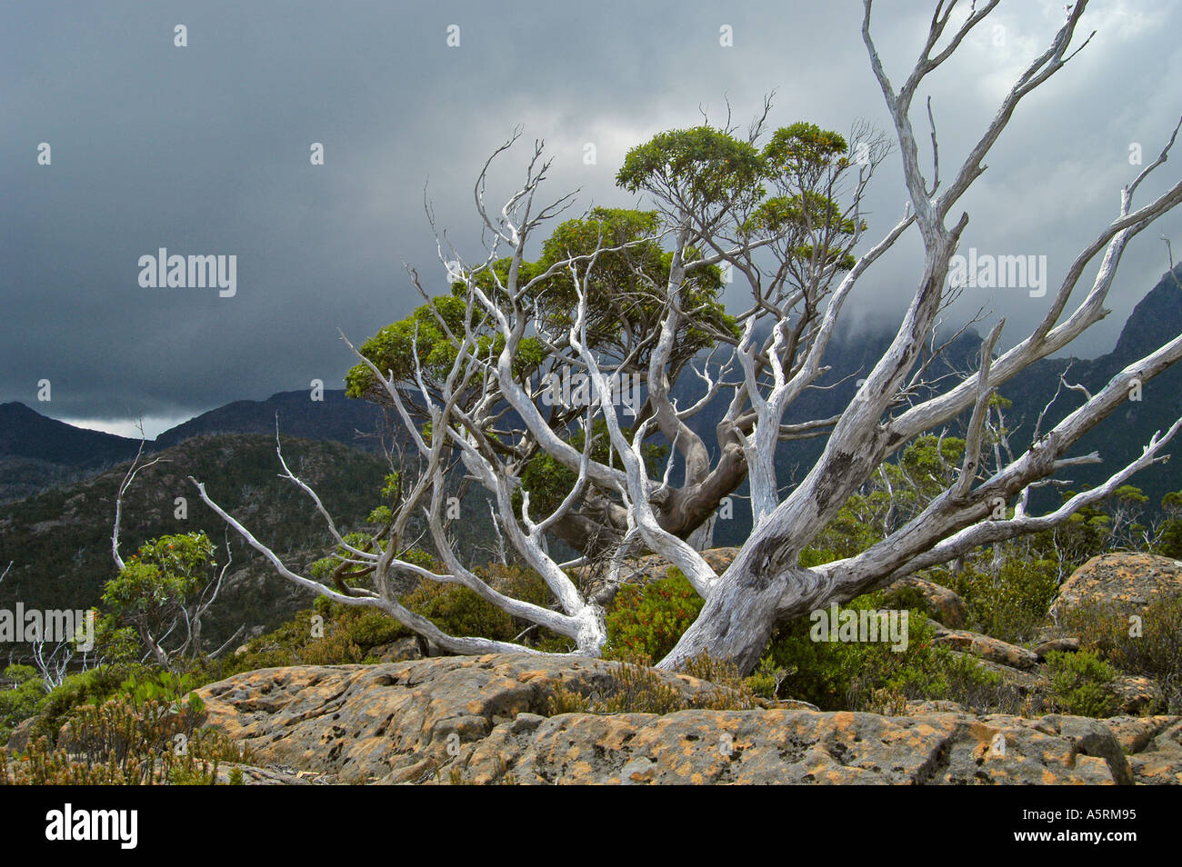 gum trees on Labyrinth in front of Parthenon Mountains on Overland ...
