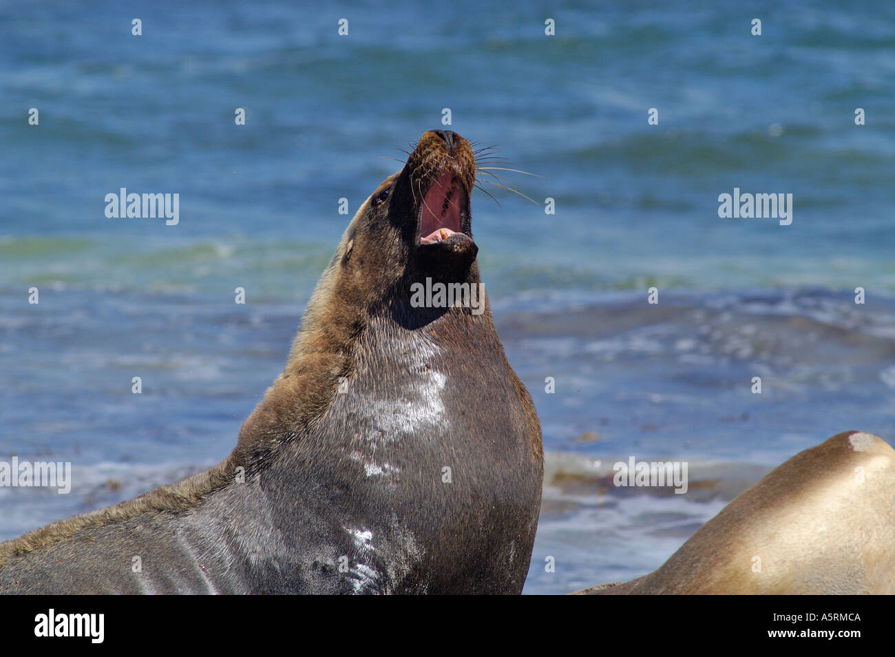 Australian Sea Lions in Seal Bay on Kangaroo Island South Australia ...