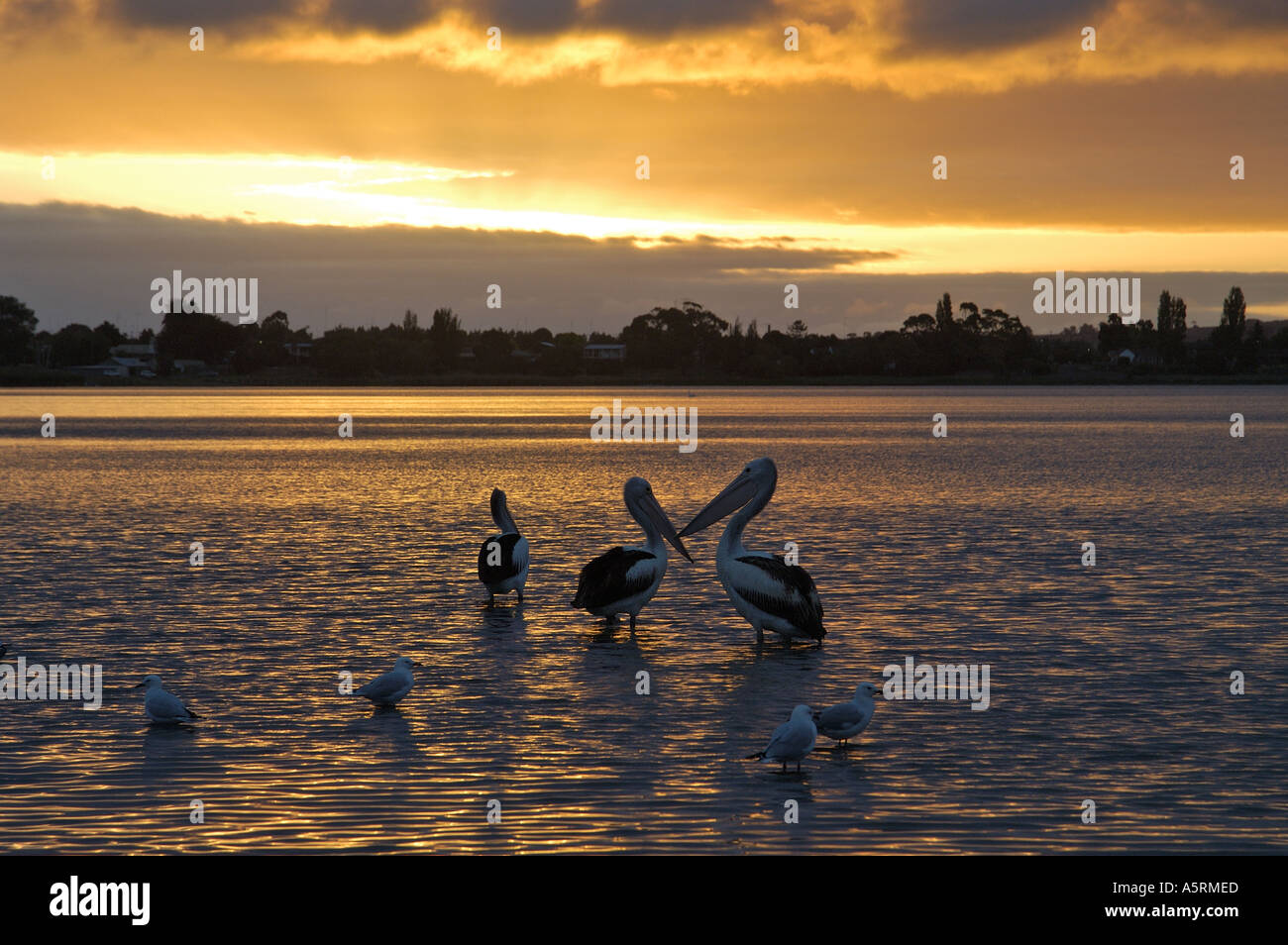 Colac victoria hi-res stock photography and images - Alamy