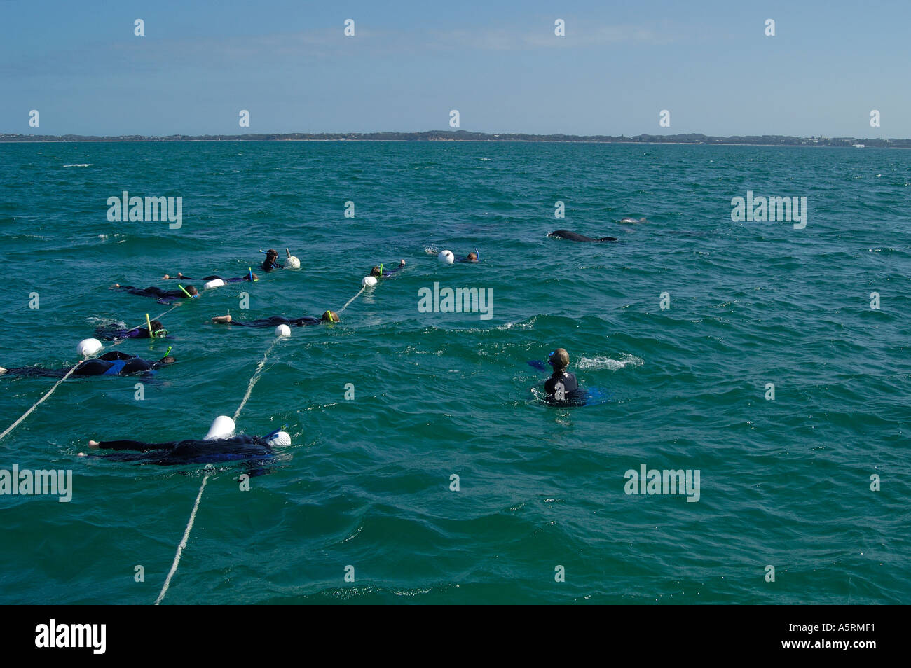 Snorkelling and swimming with the Dolphins in Port Phillip Bay Victoria ...