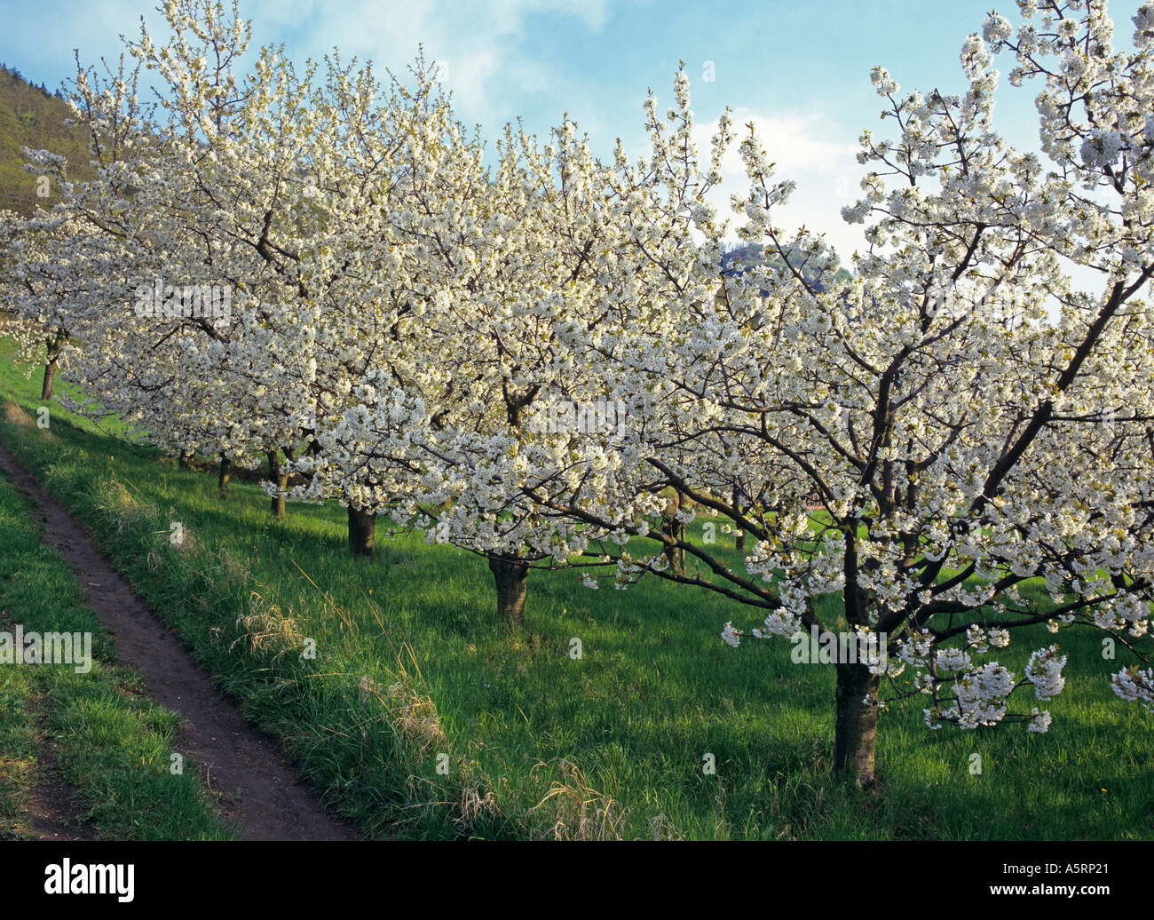 Start of flowering cherry blossom hi-res stock photography and images ...