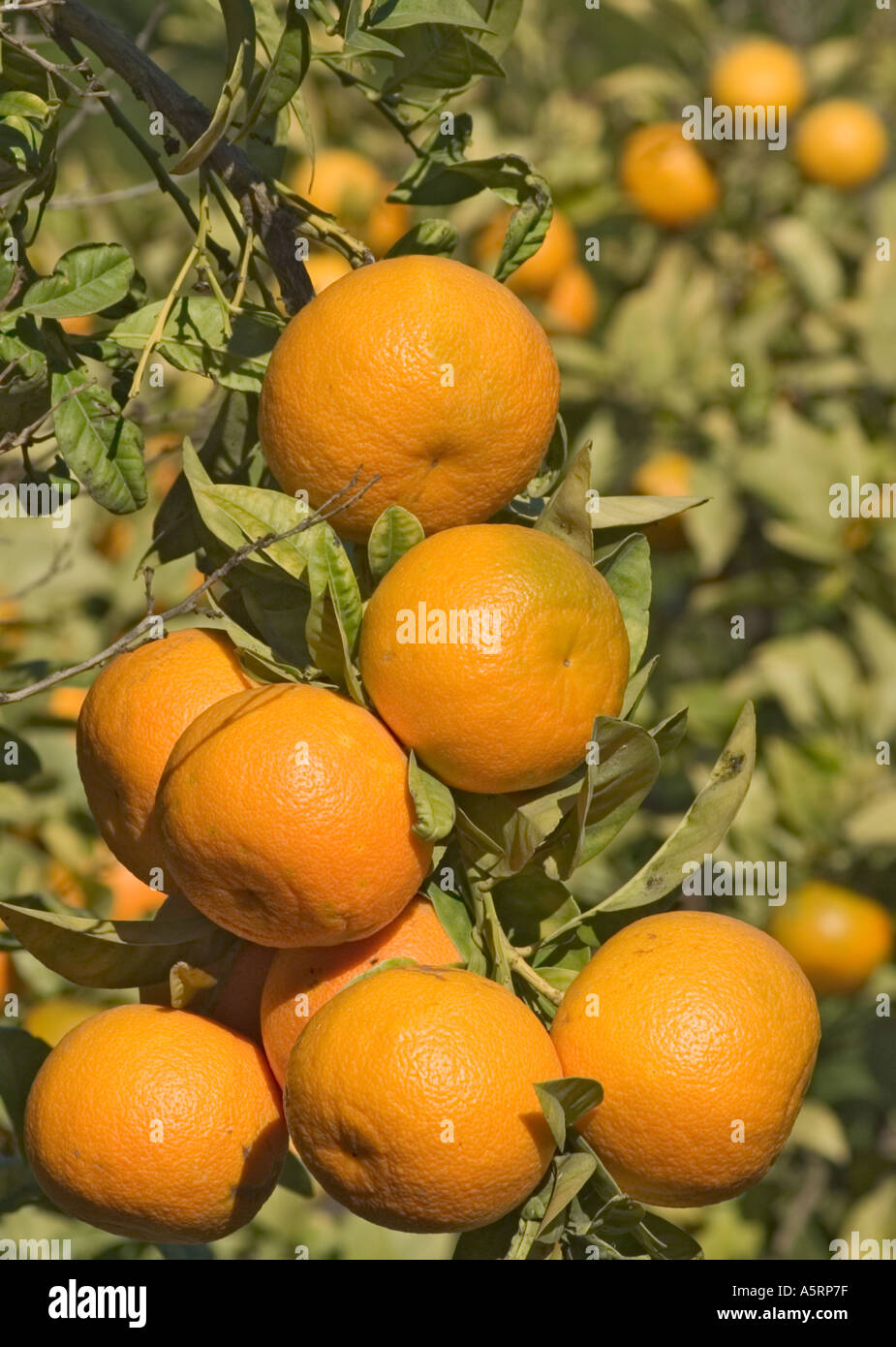 Oranges on orange tree Stock Photo - Alamy