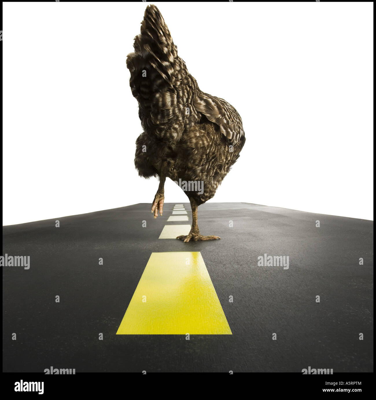 Chicken silhouette walking hi-res stock photography and images - Alamy
