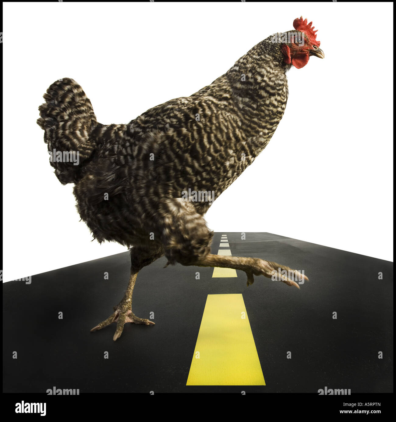 Chicken crossing road Stock Photo - Alamy