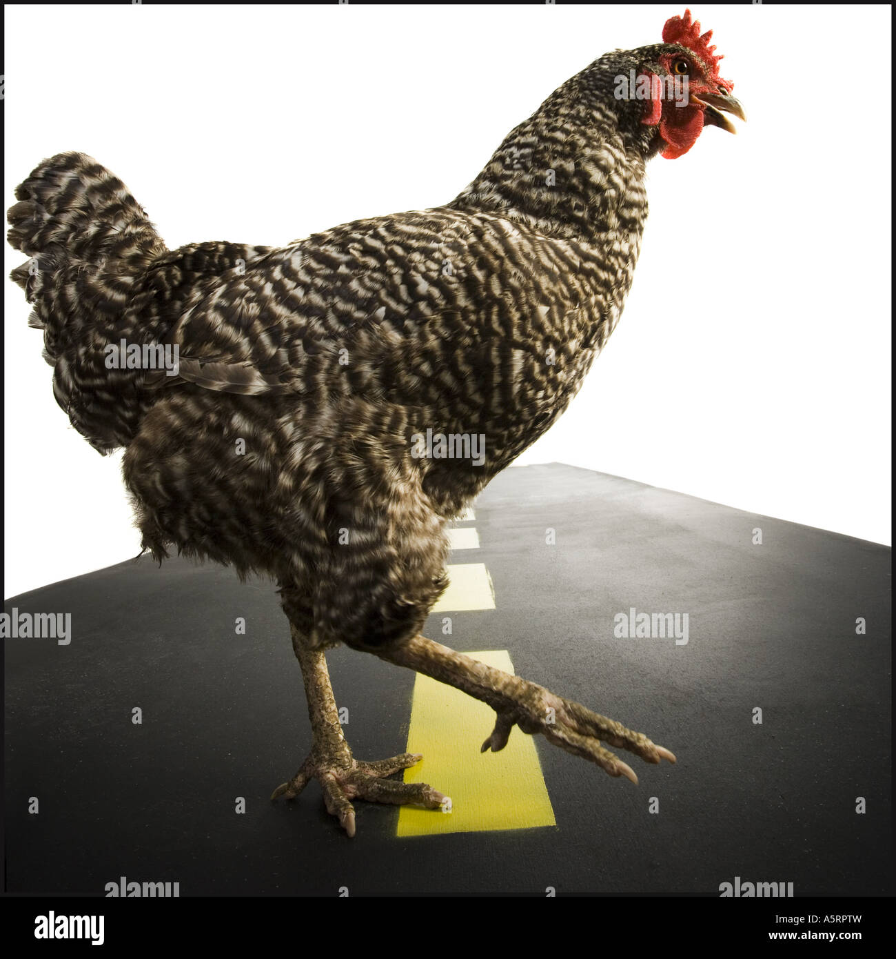 Chicken crossing road Stock Photo - Alamy