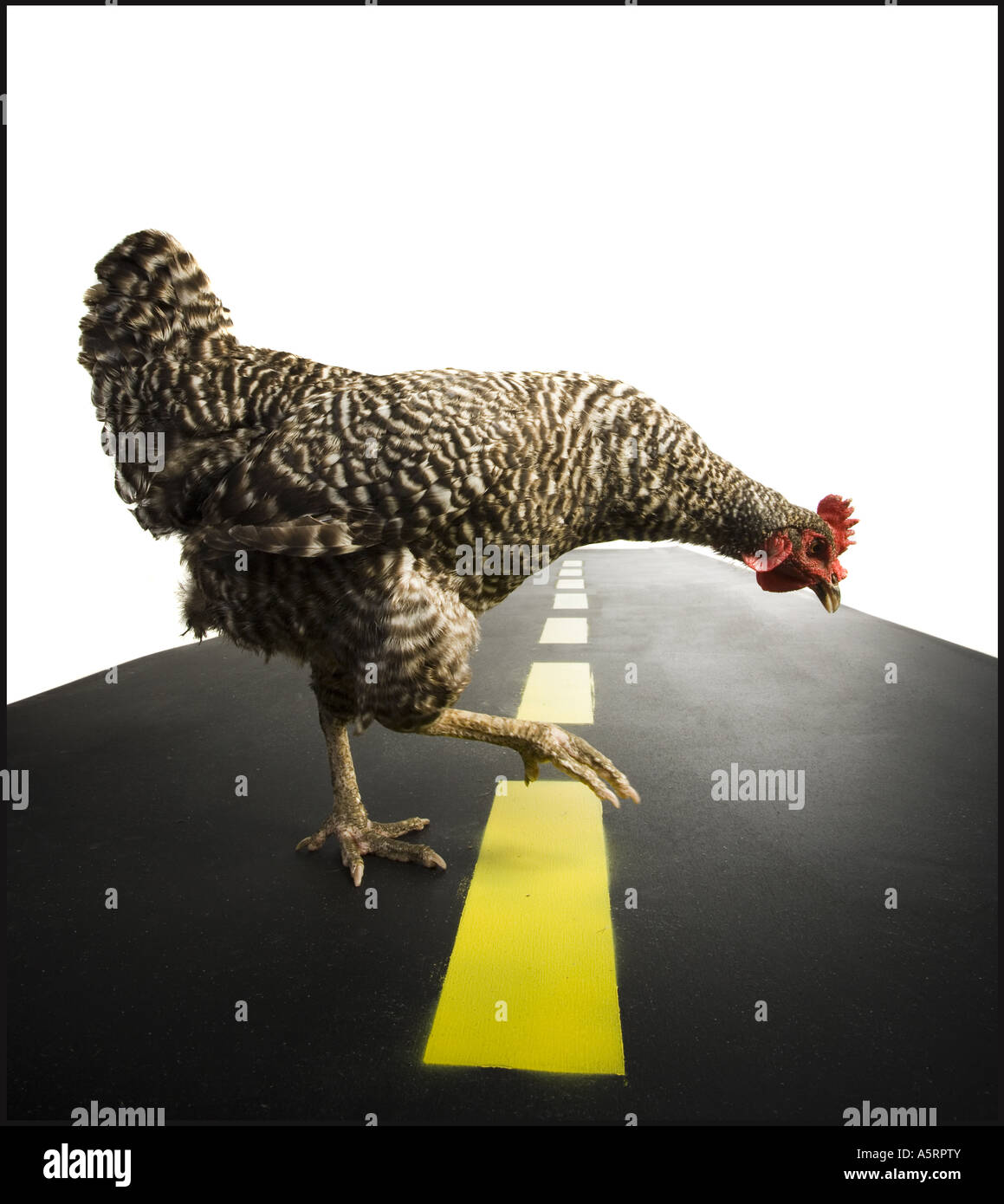 Chicken crossing road Stock Photo - Alamy
